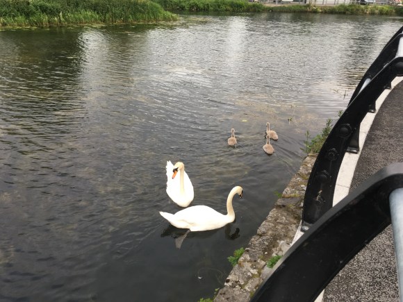 Royal Canal Greenway: Maynooth to Enfield – Royal Canal Runner